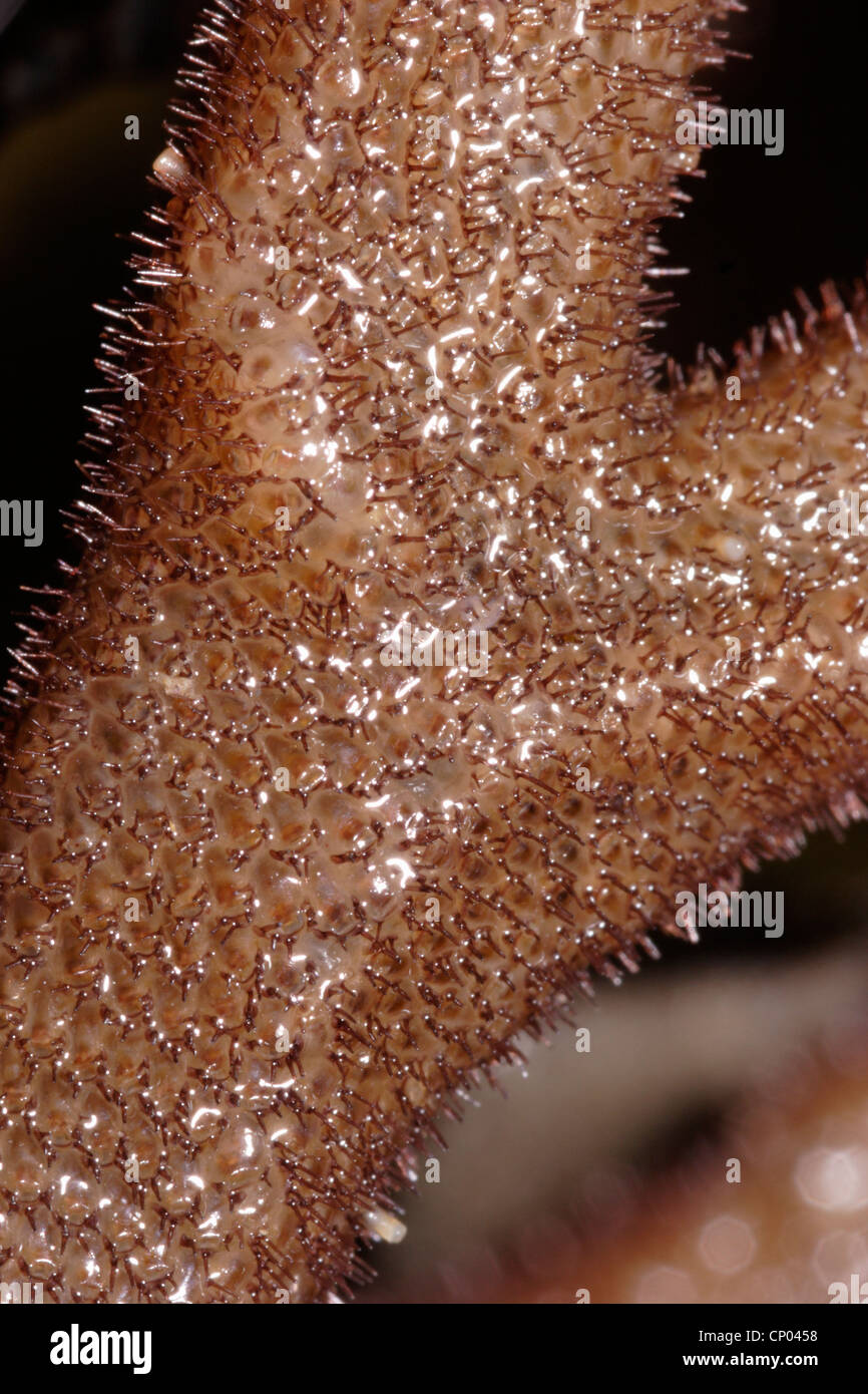 Flustrellidra hispida Banque de photographies et d’images à haute résolution - Alamy