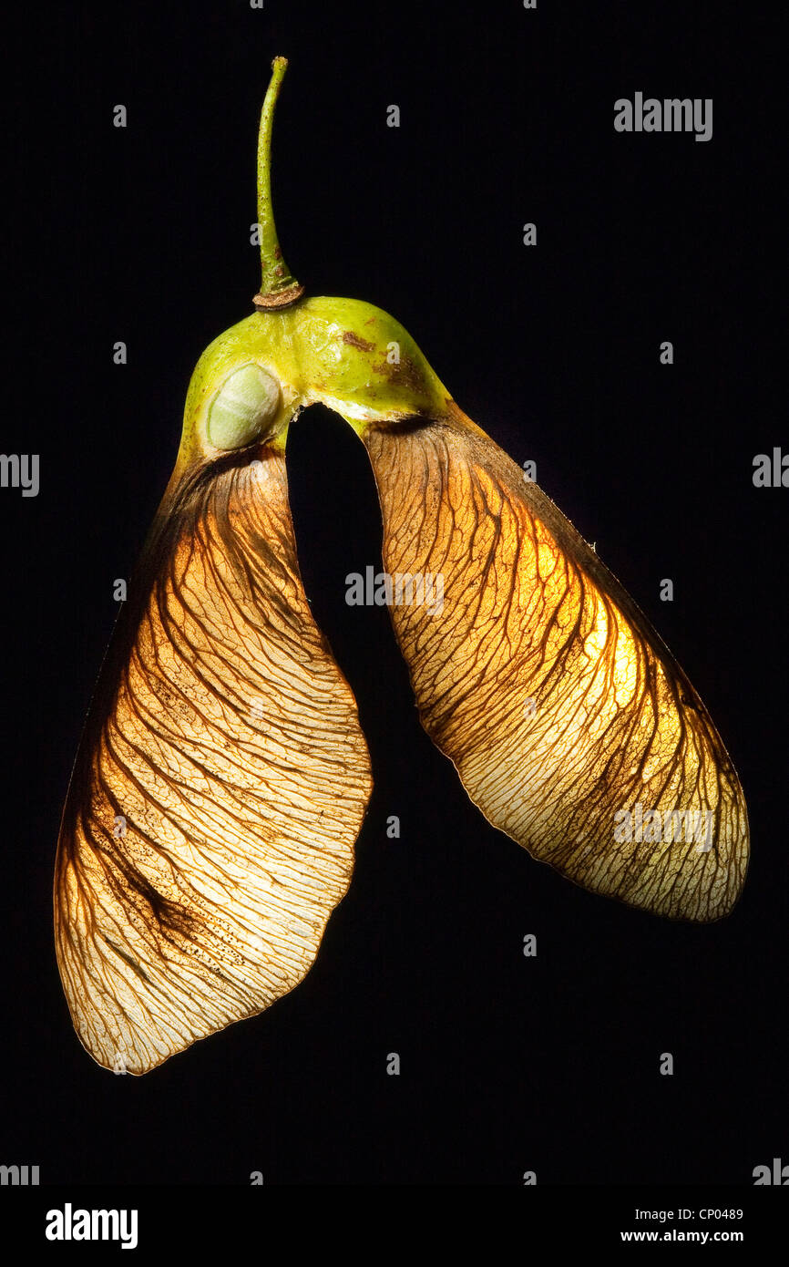 L'érable sycomore, grand érable (Acer pseudoplatanus), fruit d'un ...