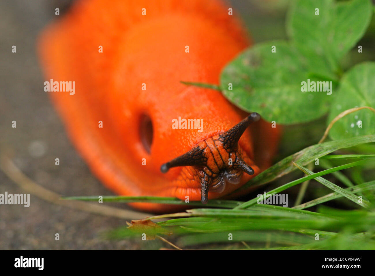 Grosse limace terrestre Banque de photographies et d’images à haute ...