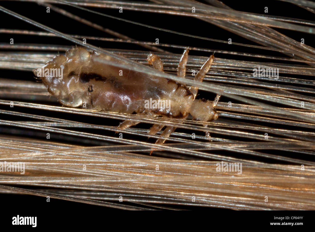 Pediculus humanus capitis Banque de photographies et d’images à haute ...