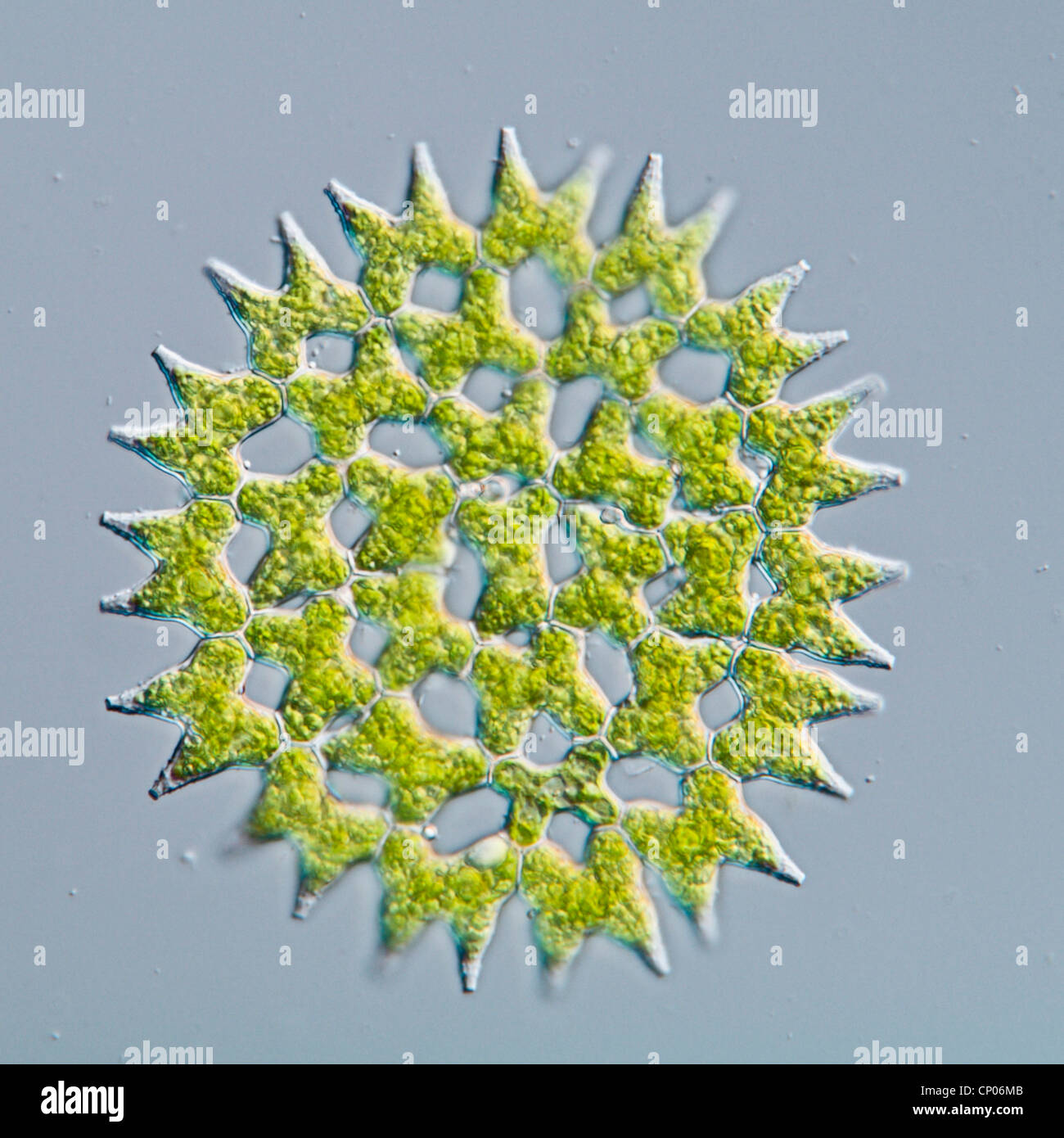 Pediastrum microscope Banque de photographies et d’images à haute ...