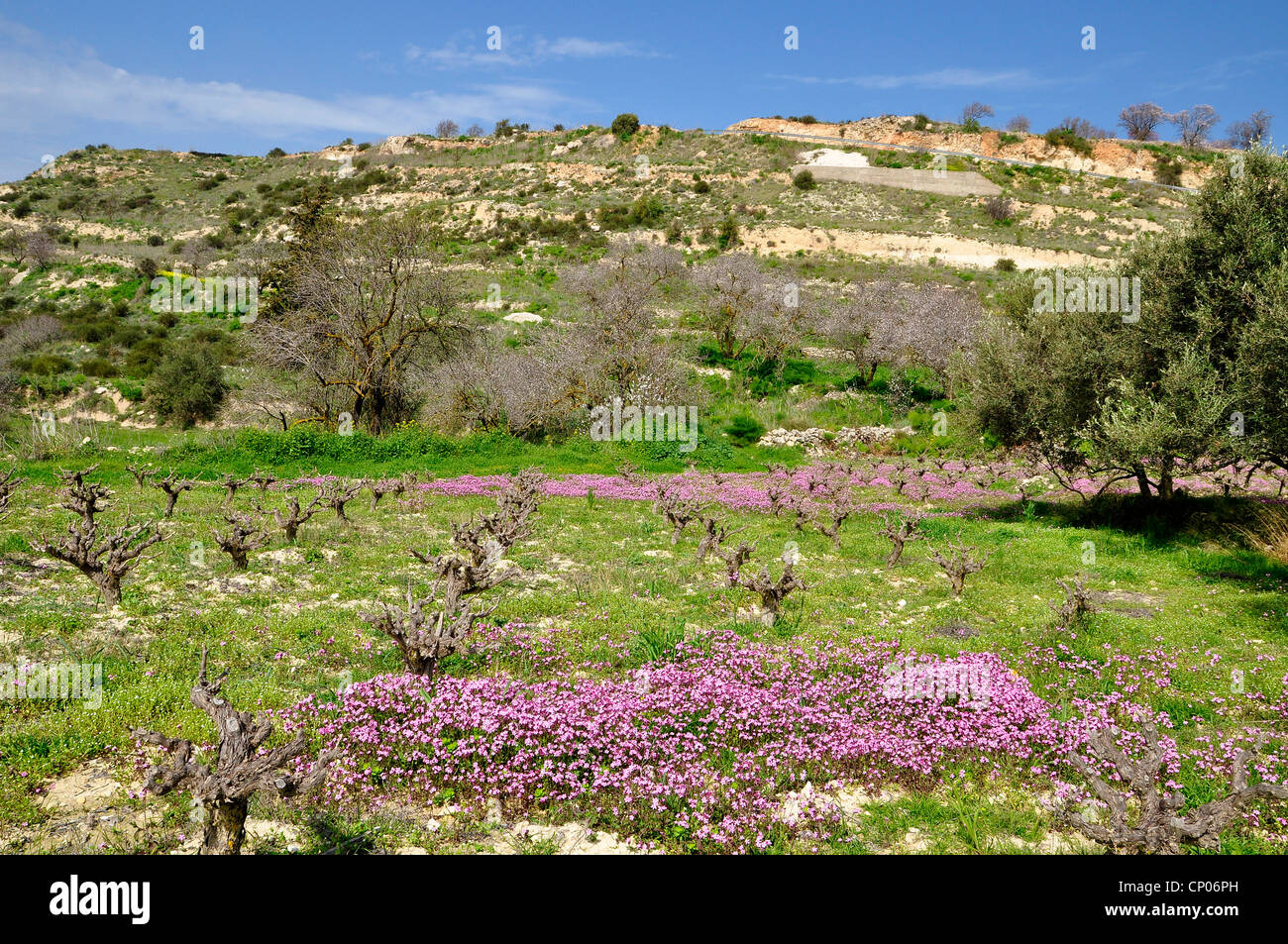 Silene fuscata silene fuscata Banque de photographies et d’images à ...