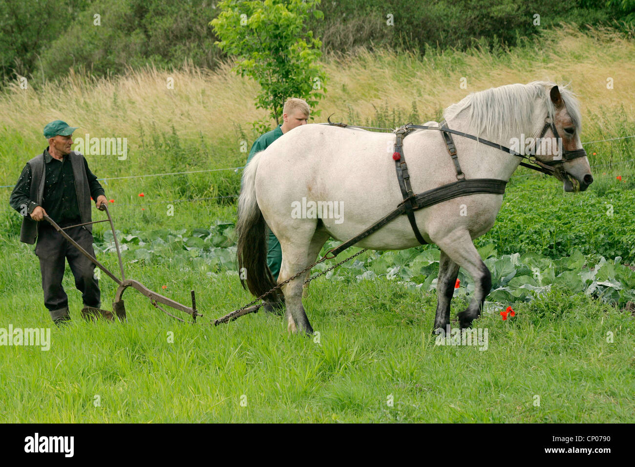 Labour de cheval traditionnel Banque de photographies et d’images à ...