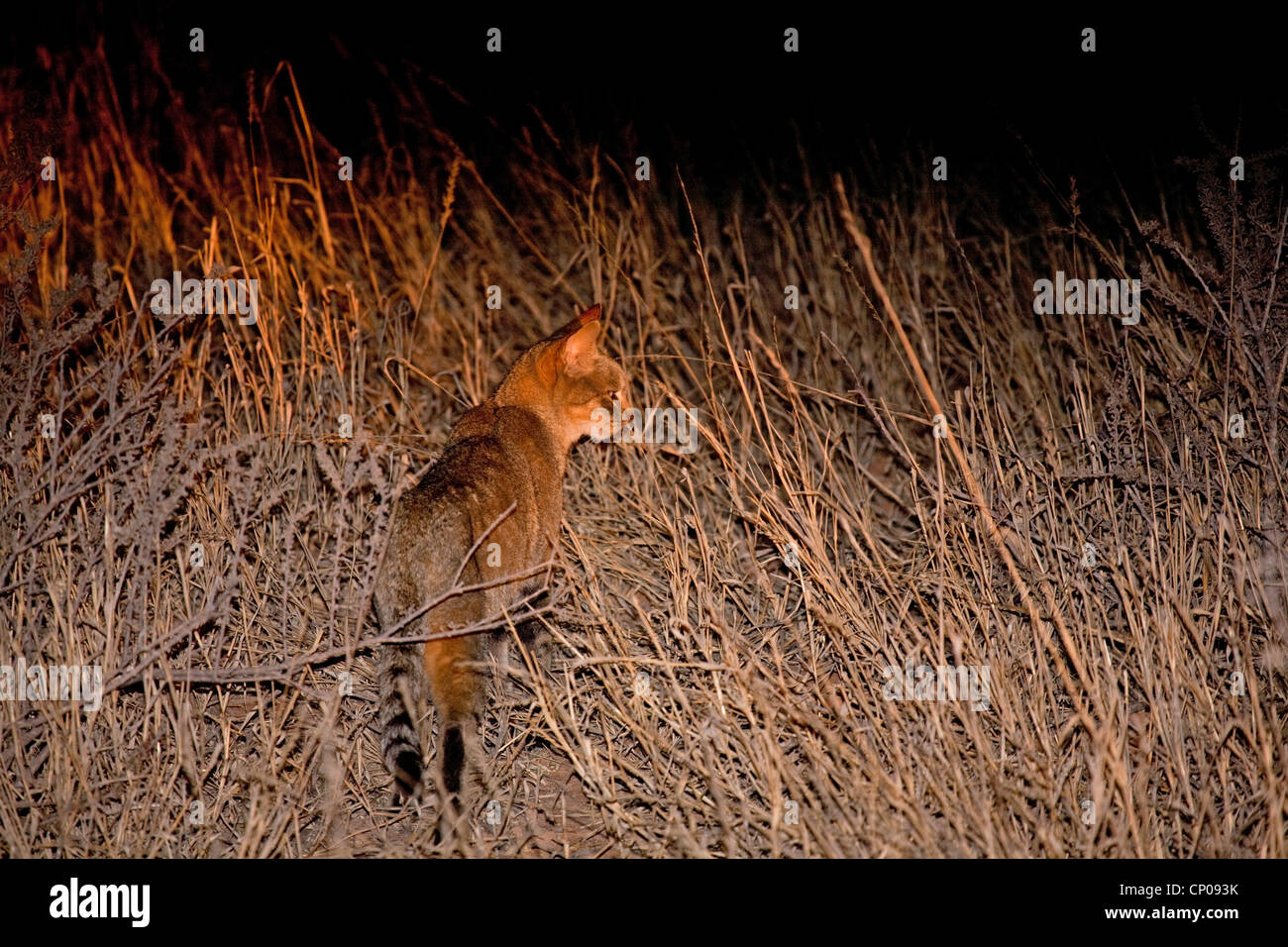 African wildcat felis lybica Banque de photographies et d’images à ...