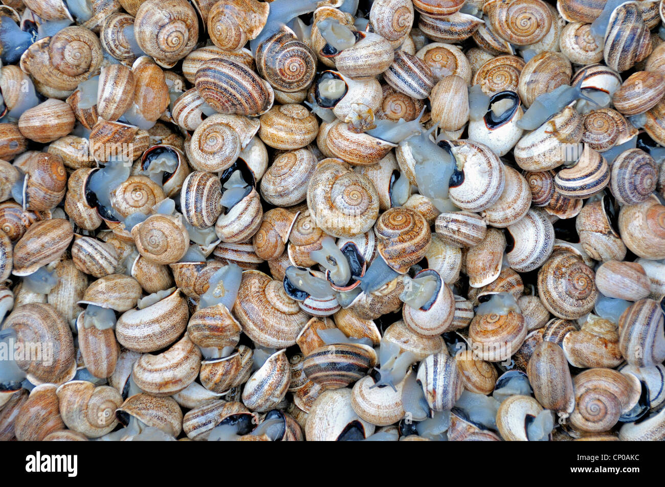 Escargots de marrakech Banque de photographies et d’images à haute ...