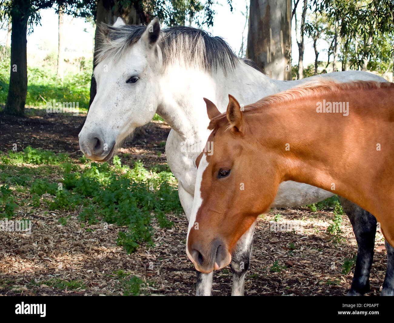 Gros chevaux bruns Banque de photographies et d’images à haute ...