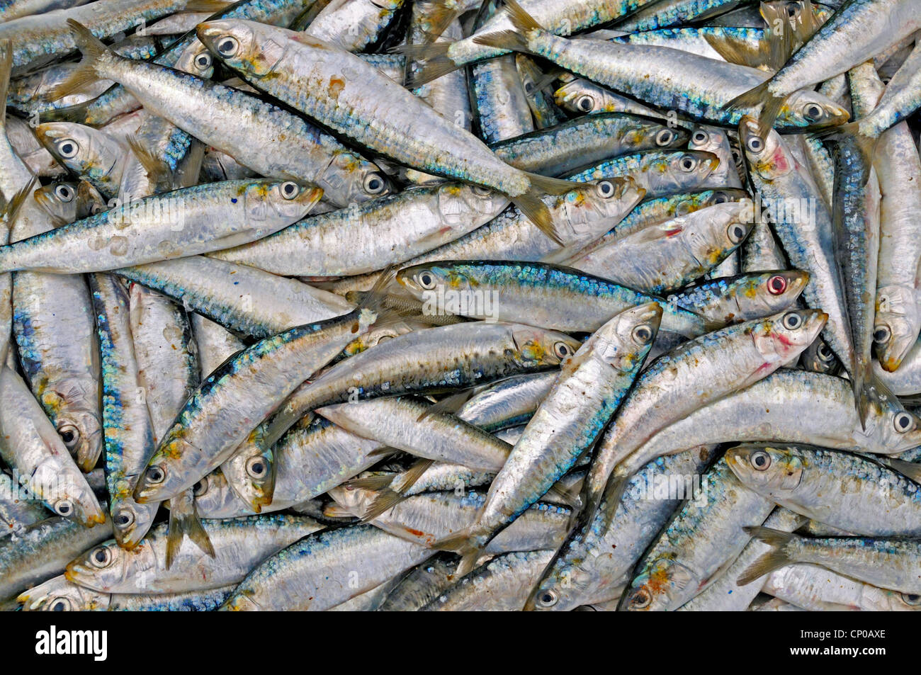 Sardines sardine spec Banque de photographies et d’images à haute ...