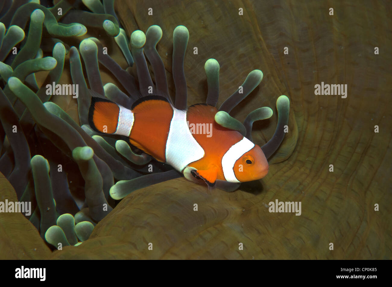 Poisson clown et anémone Banque de photographies et d’images à haute ...