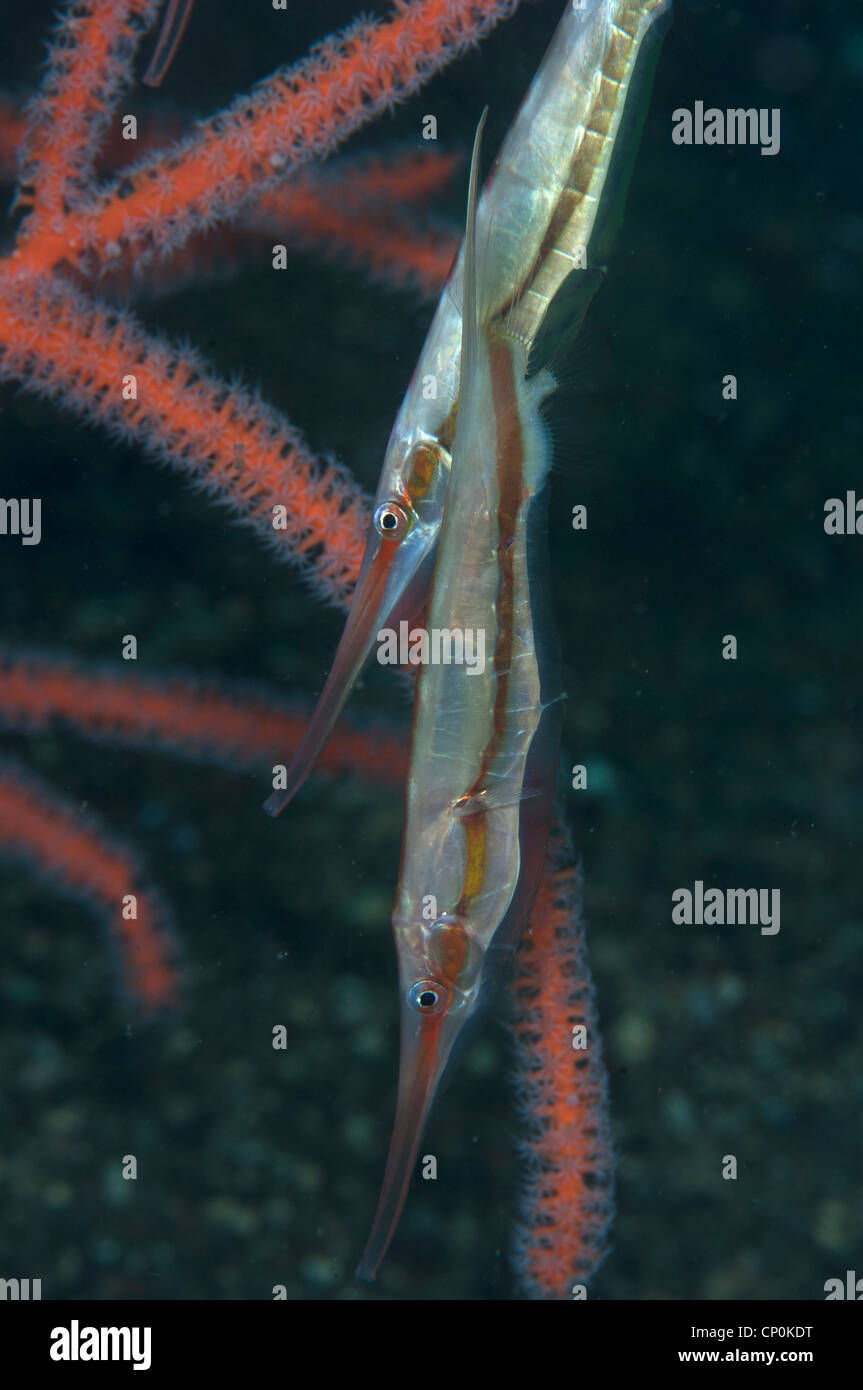 Poisson rasoir rigide Banque de photographies et d’images à haute ...