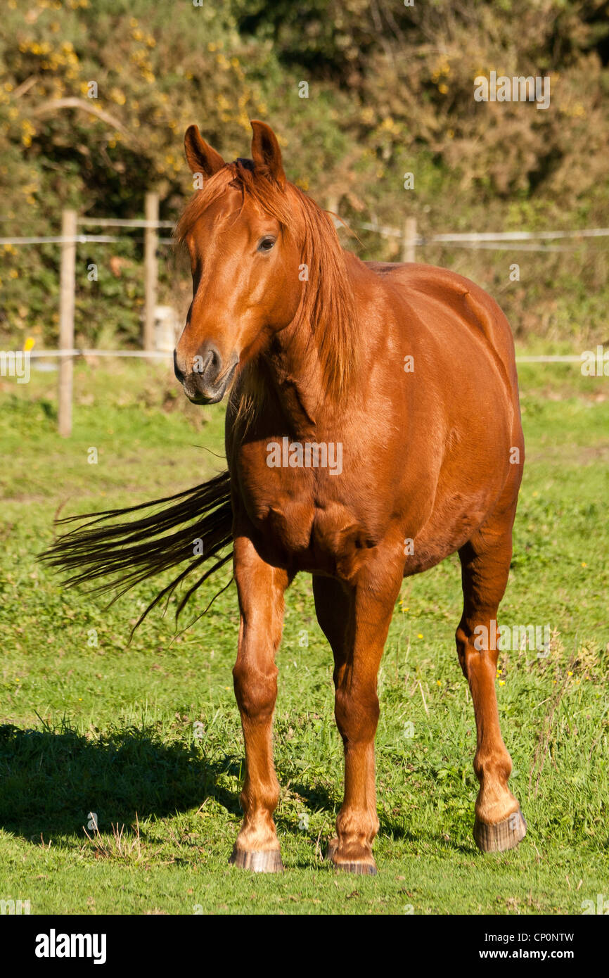 Cheval alezan Banque de photographies et d’images à haute résolution ...