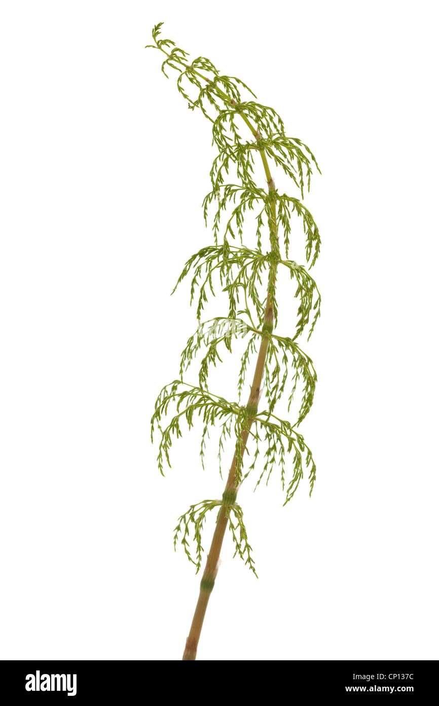 Equisetum pratense Banque d'images détourées - Alamy