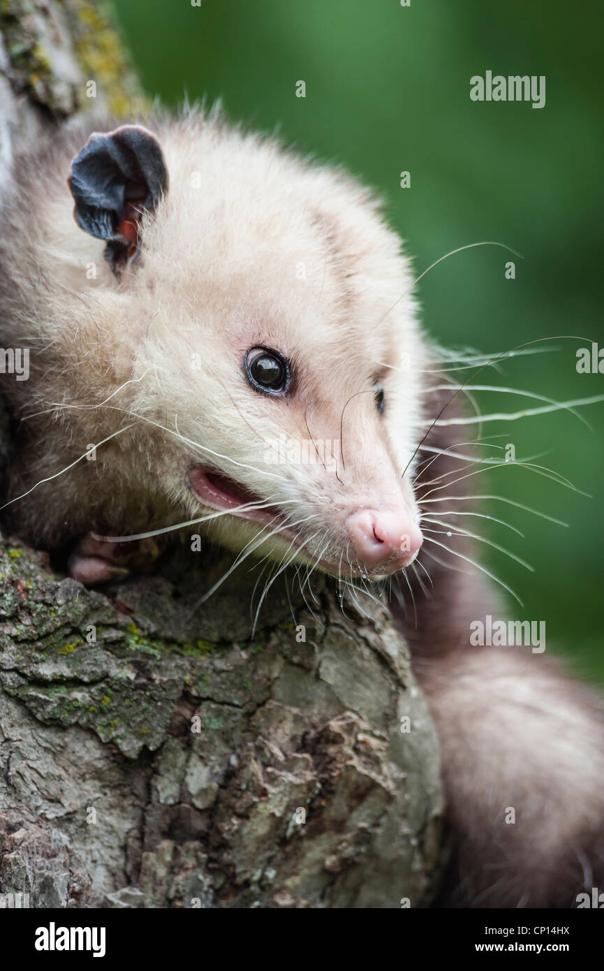 Opossum america Banque de photographies et d’images à haute résolution ...