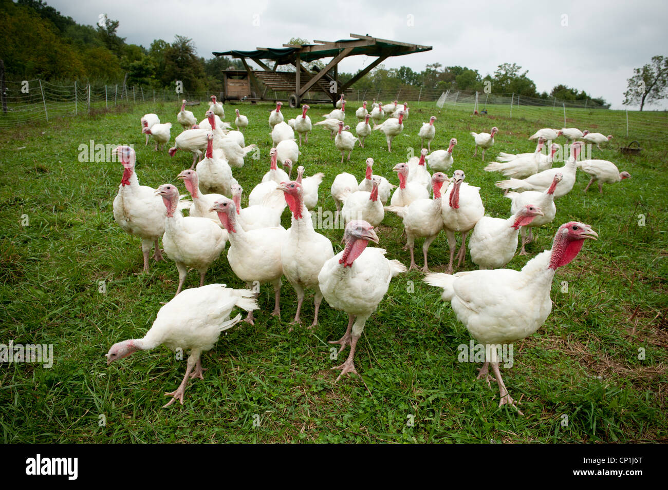 Dindes de ferme Banque de photographies et d’images à haute résolution ...