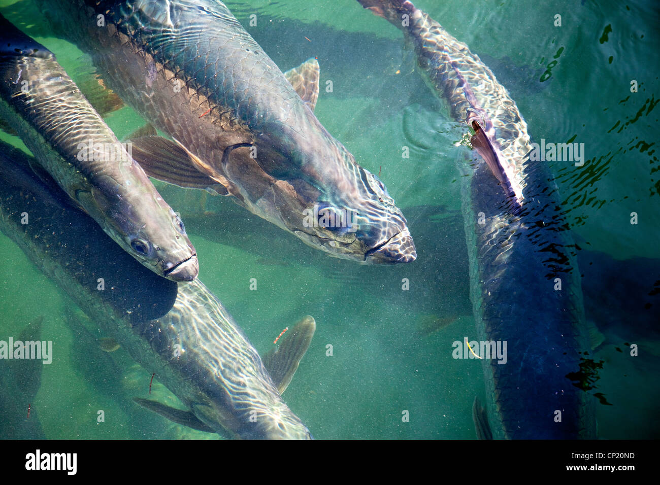 Atlantic tarpon Banque de photographies et d’images à haute résolution ...