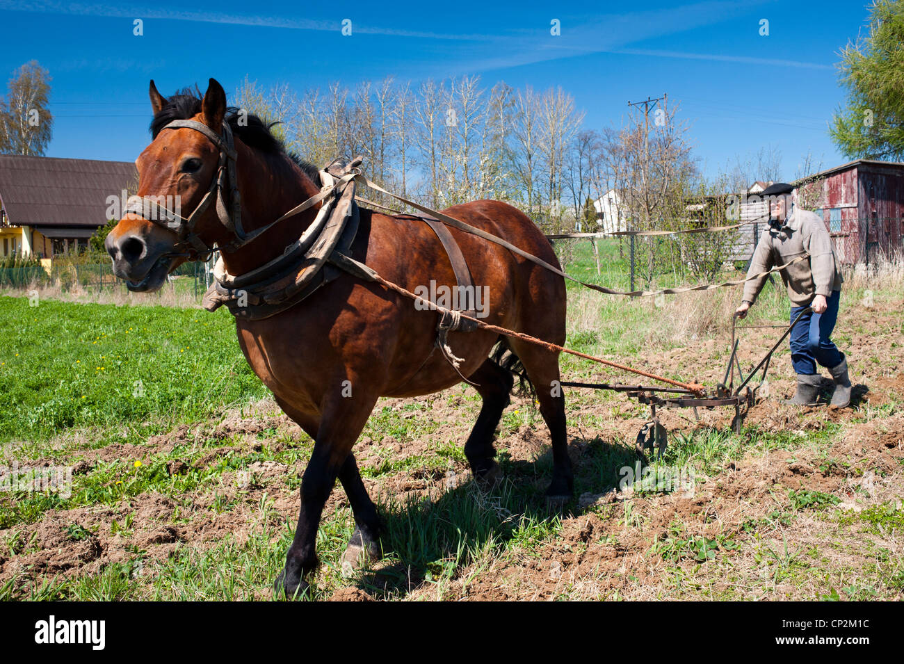 Travail du sol travail pénible avec charrue à cheval Banque de ...