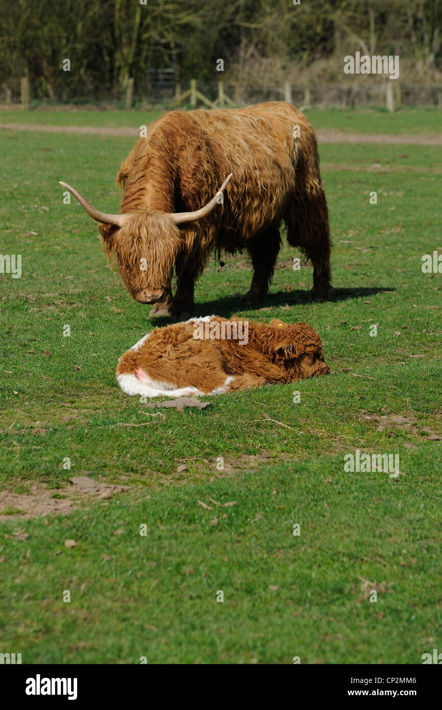 Vache highland avec veau Banque de photographies et d’images à haute ...