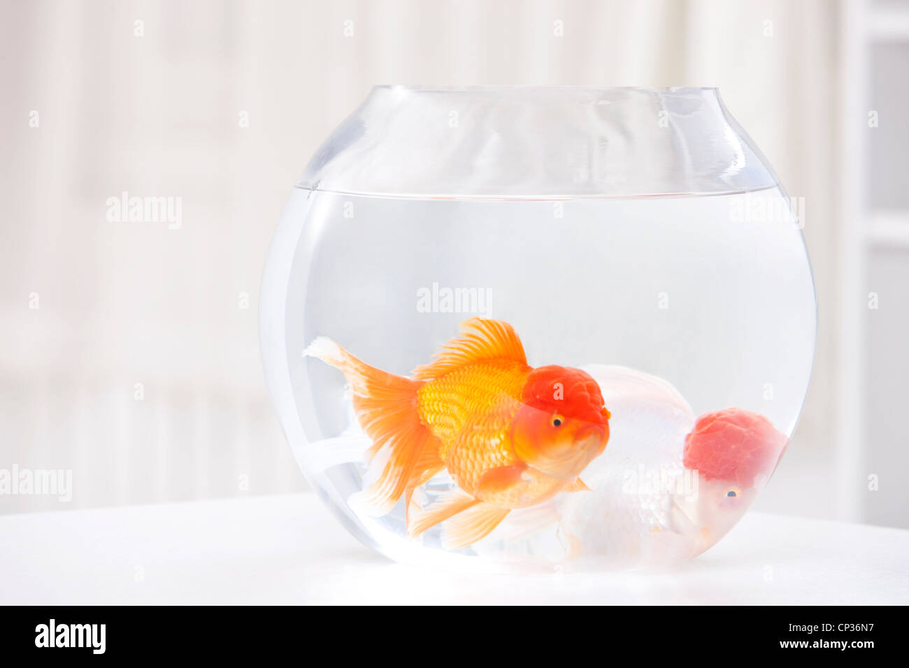 Goldfish in jar Banque de photographies et d’images à haute résolution ...