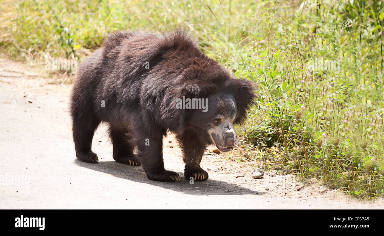 Ours lippu Banque de photographies et d’images à haute résolution - Alamy