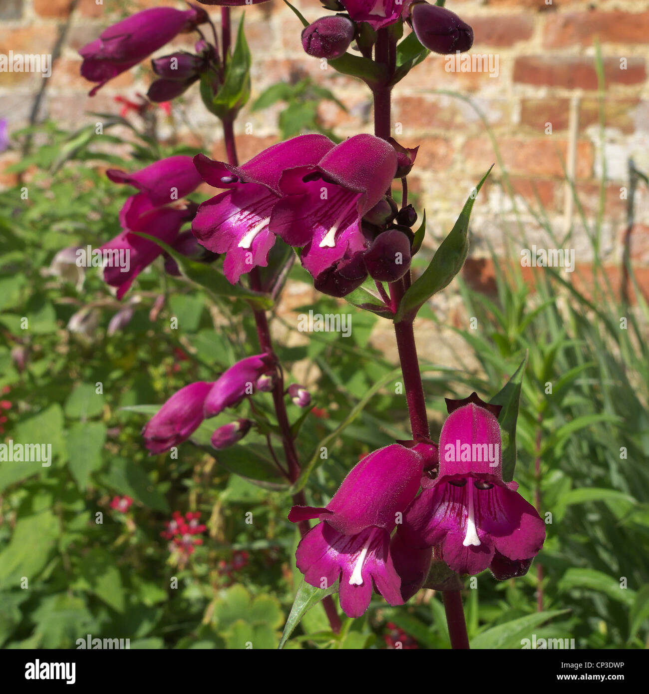 Plante penstemon Banque de photographies et d’images à haute résolution ...