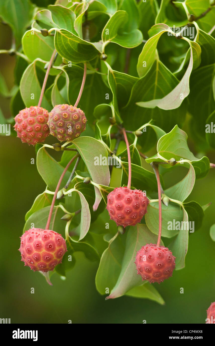 Fruits roses rouges de kousa cornouiller Banque de photographies et d ...