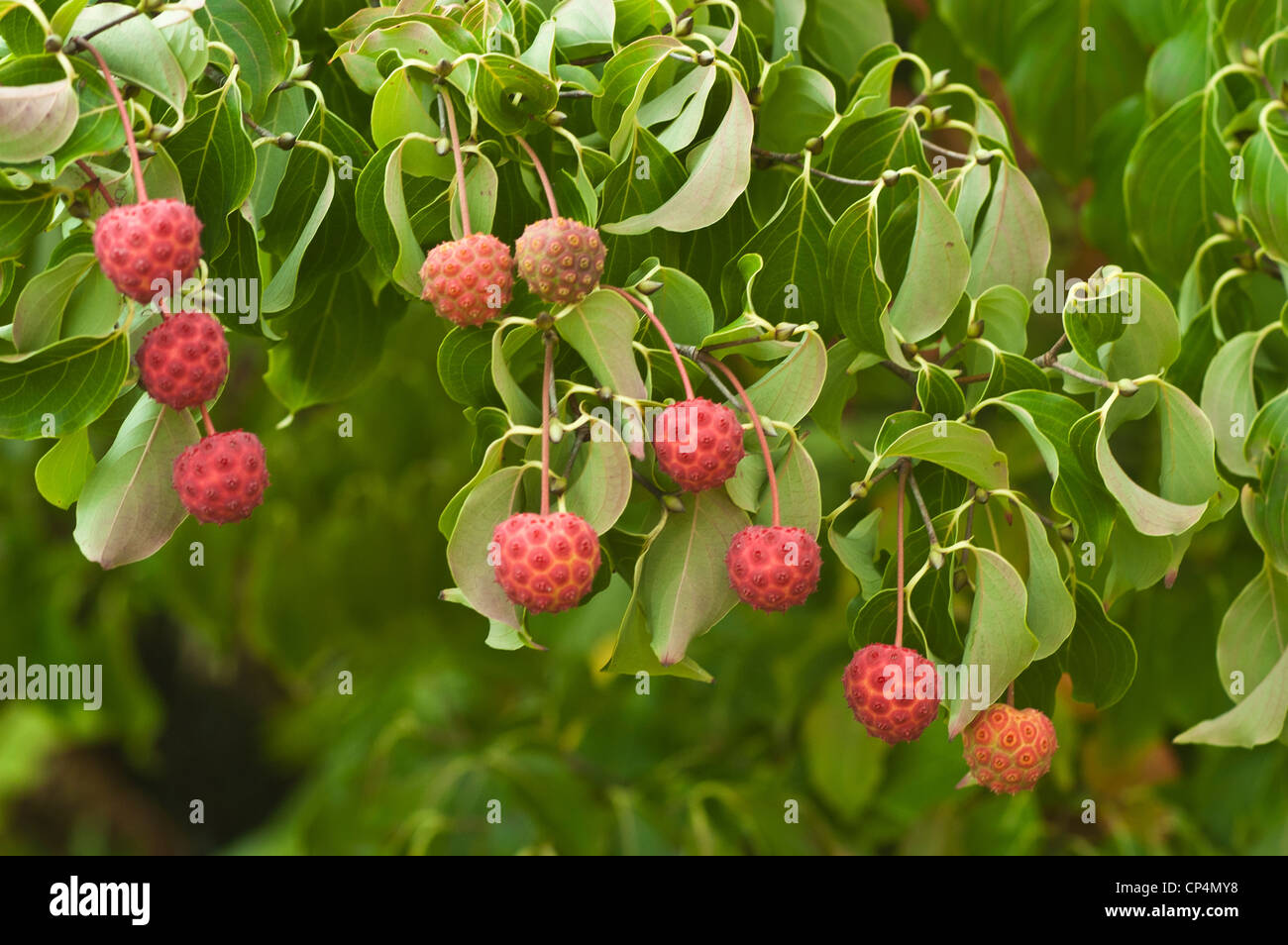 Fruits roses rouges de kousa cornouiller Banque de photographies et d ...