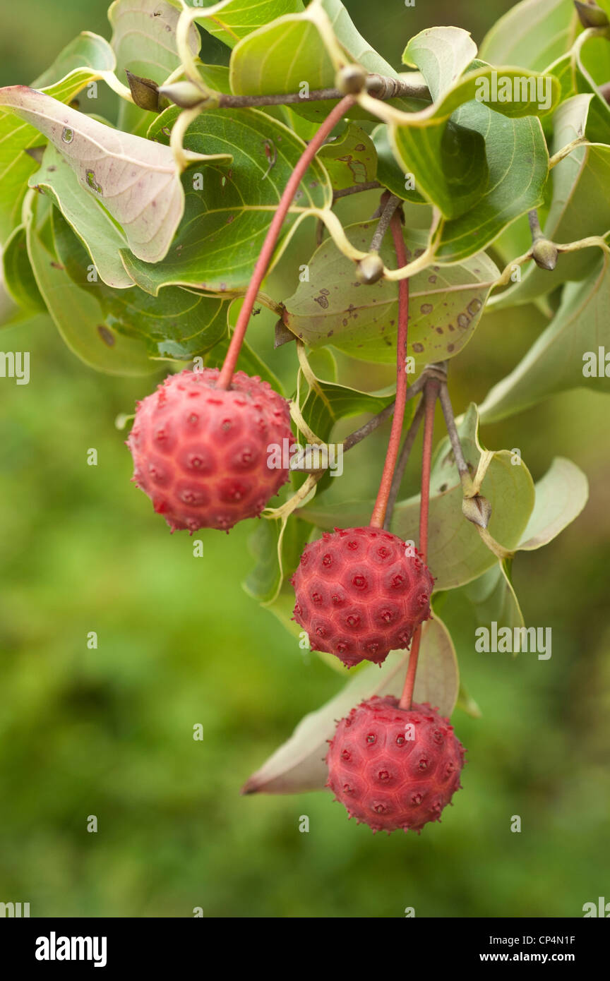 Fruits roses rouges de kousa cornouiller Banque de photographies et d ...