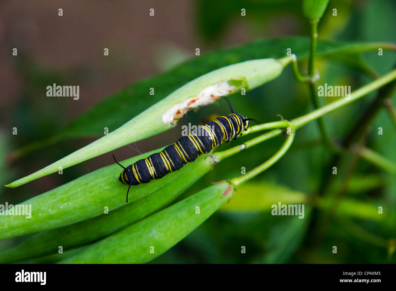 Chenille du monarque, Selvatura botanical gardens, Monteverde, Costa ...