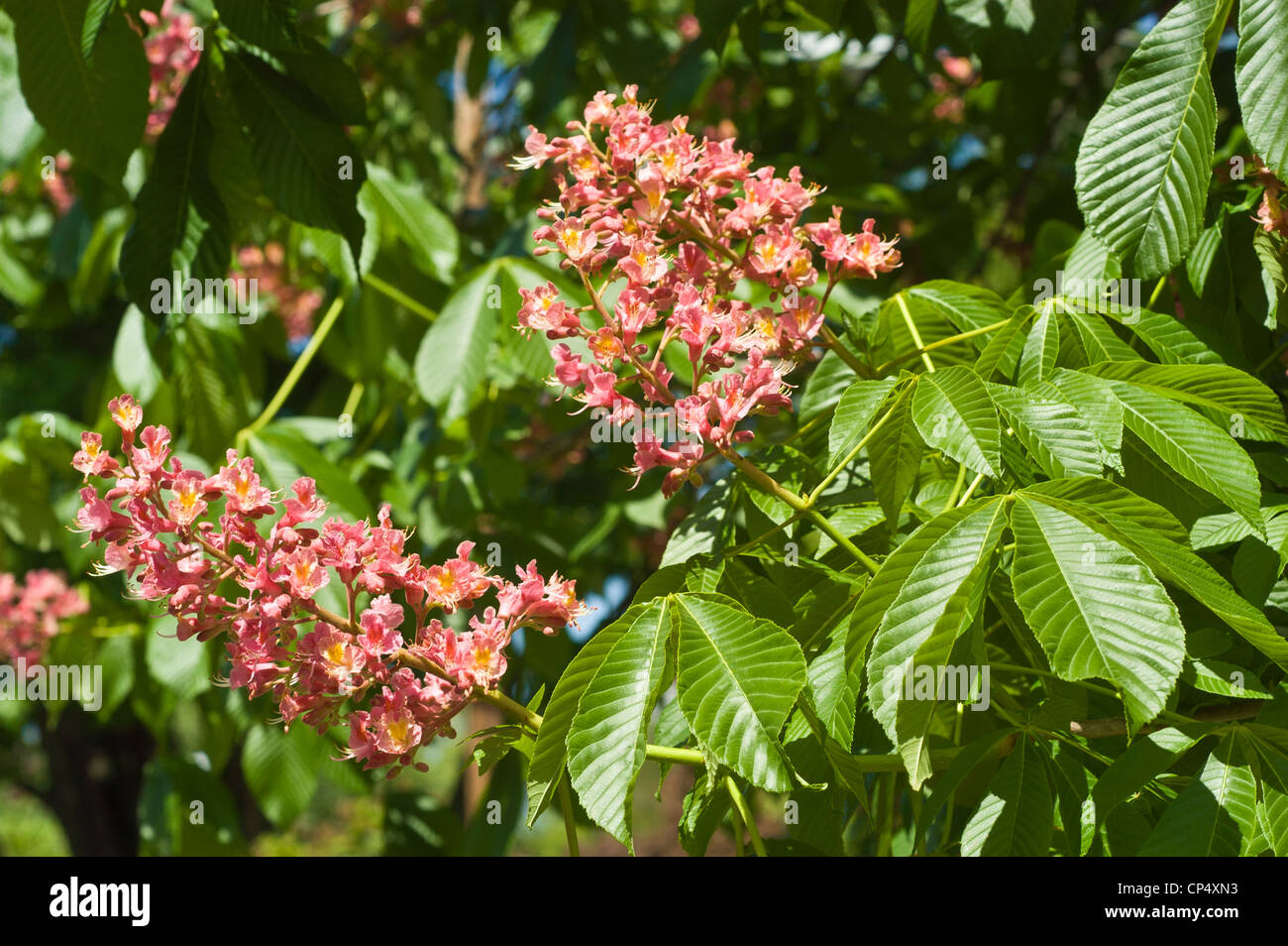 Fleurs de marronnier rouge Banque de photographies et d’images à haute ...