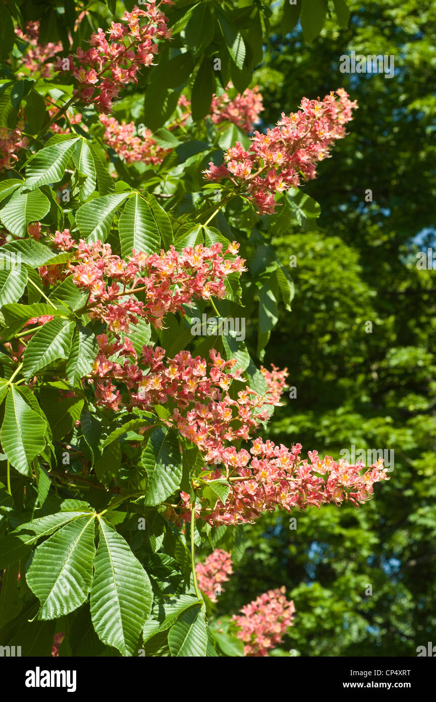 Fleurs de marronnier rouge Banque de photographies et d’images à haute ...