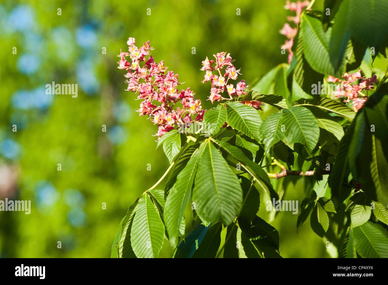 Fleurs de marronnier rouge Banque de photographies et d’images à haute ...