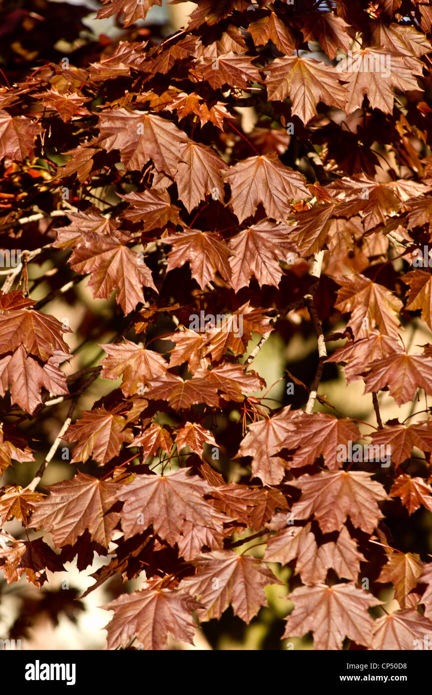 Purple brown Banque de photographies et d’images à haute résolution - Alamy