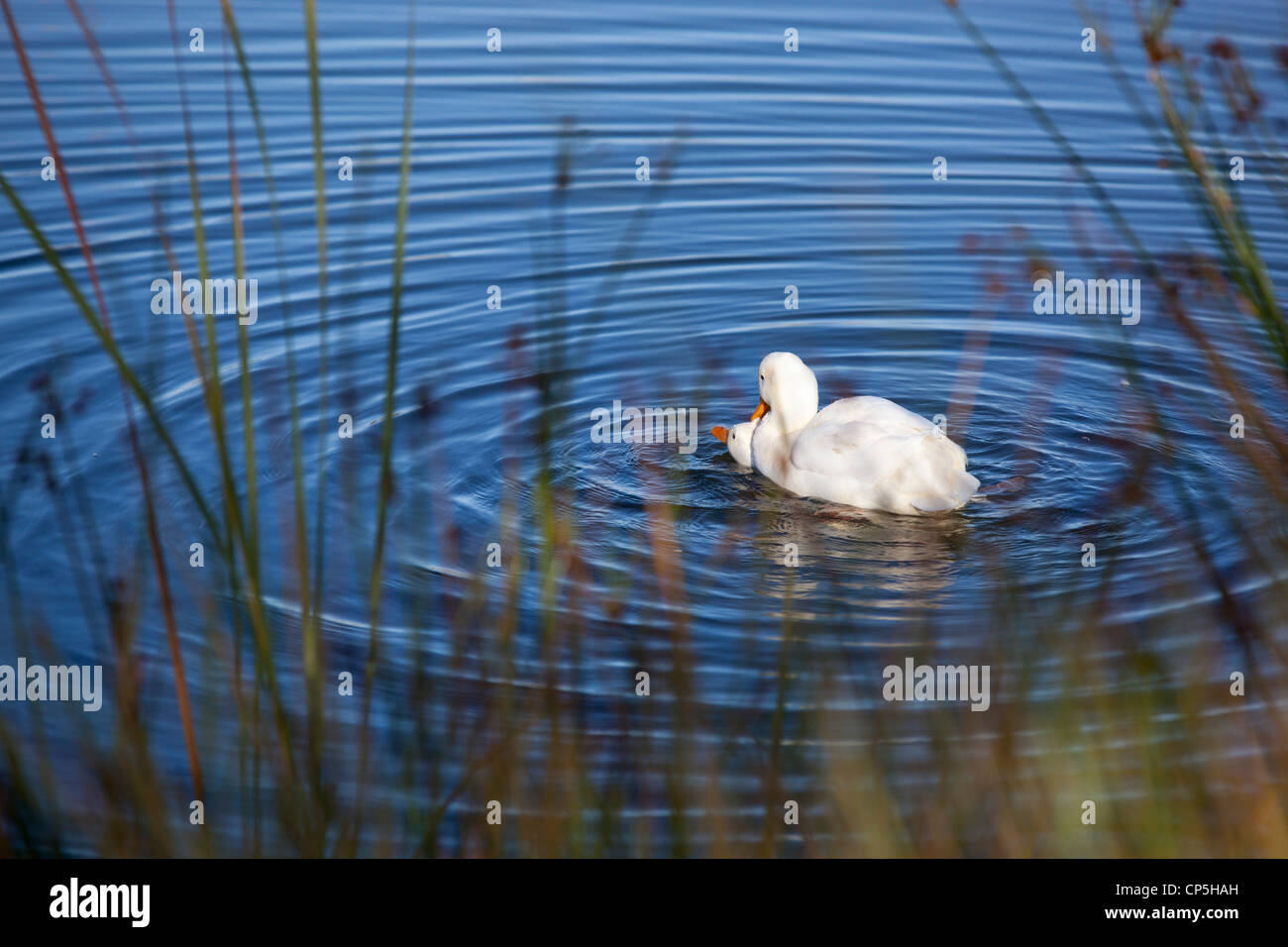 Accouplement de canards Banque de photographies et d’images à haute ...