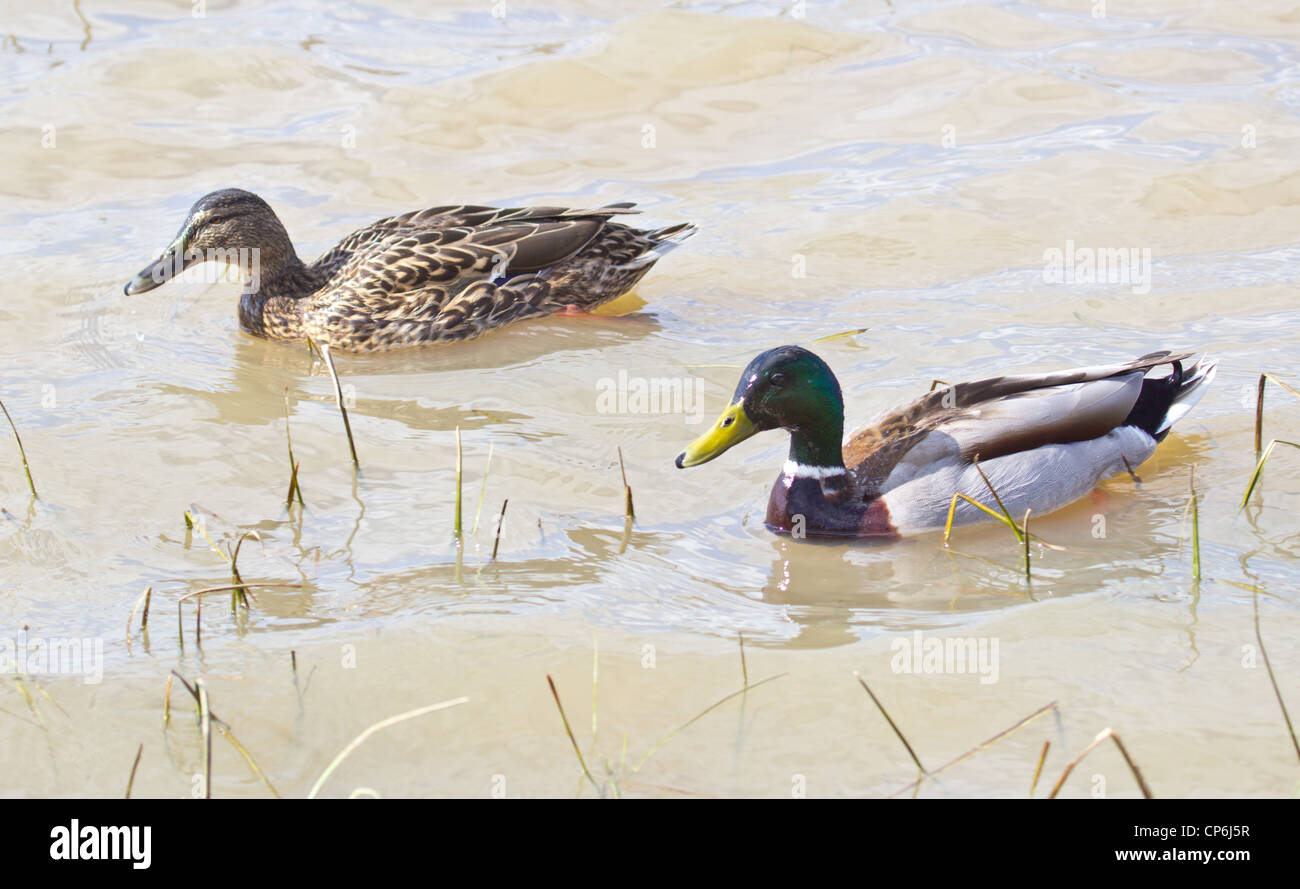 Couple de canard au Banque de photographies et d’images à haute ...
