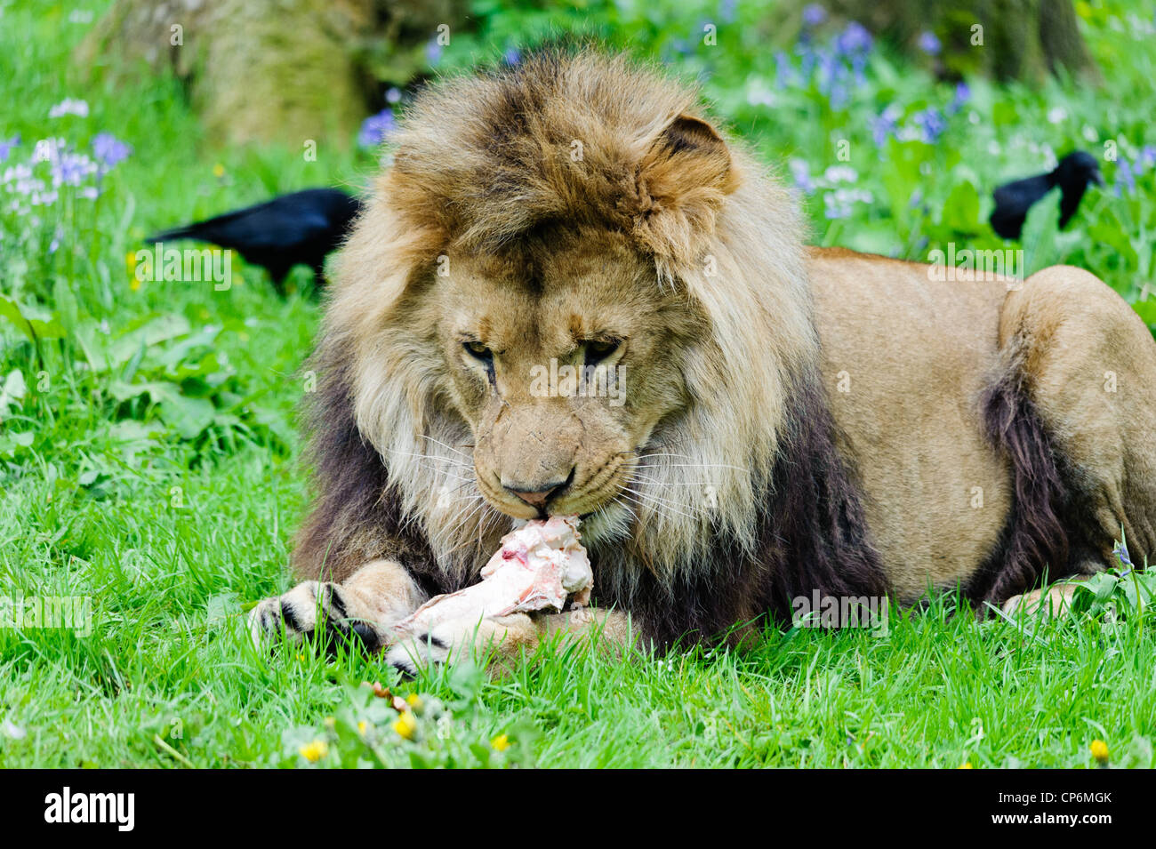 Un lion mangeant son dîner. Prise à Longleat Safari Park Photo Stock ...