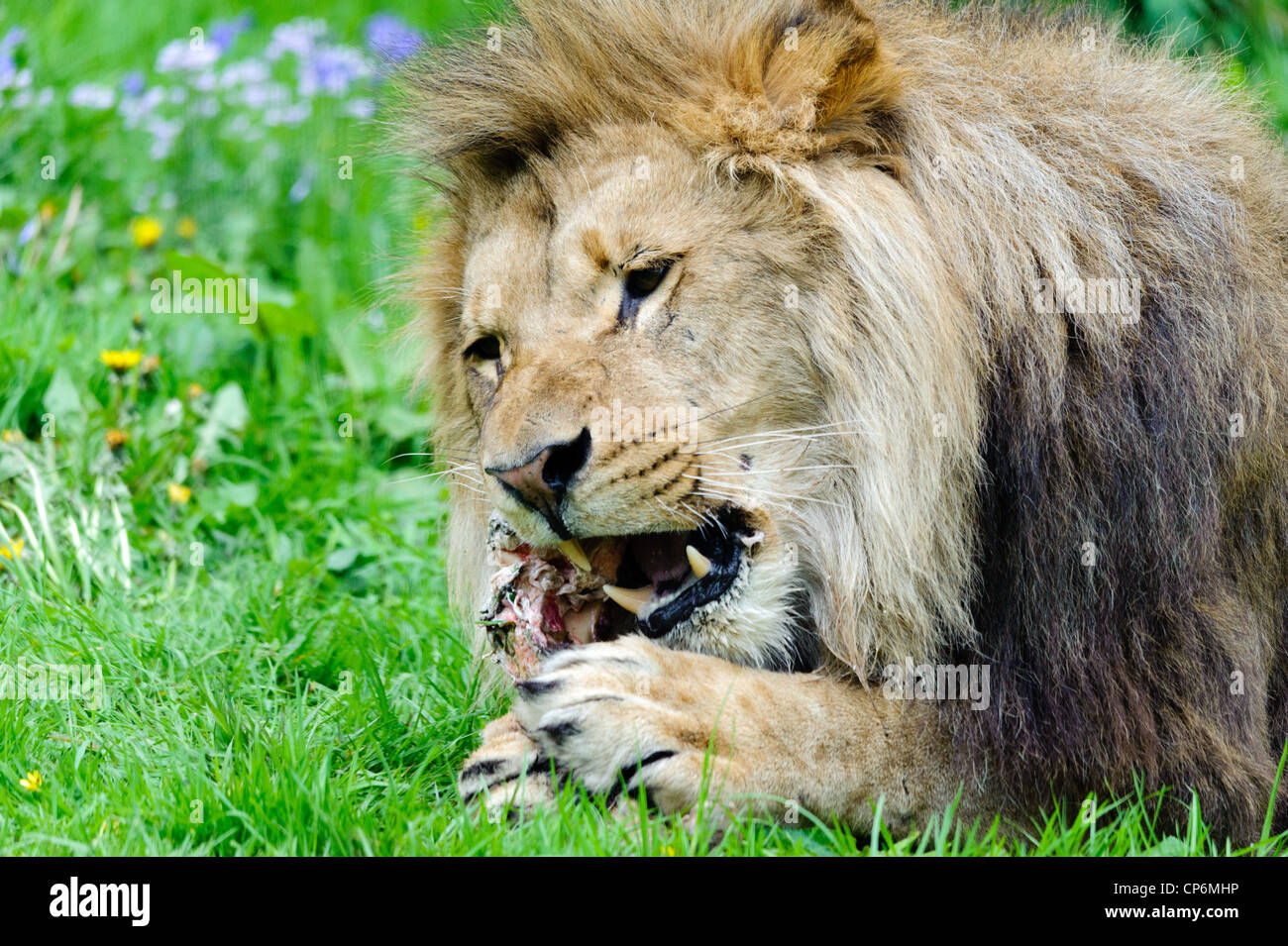 Un lion mangeant son dîner. Prise à Longleat Safari Park Photo Stock ...
