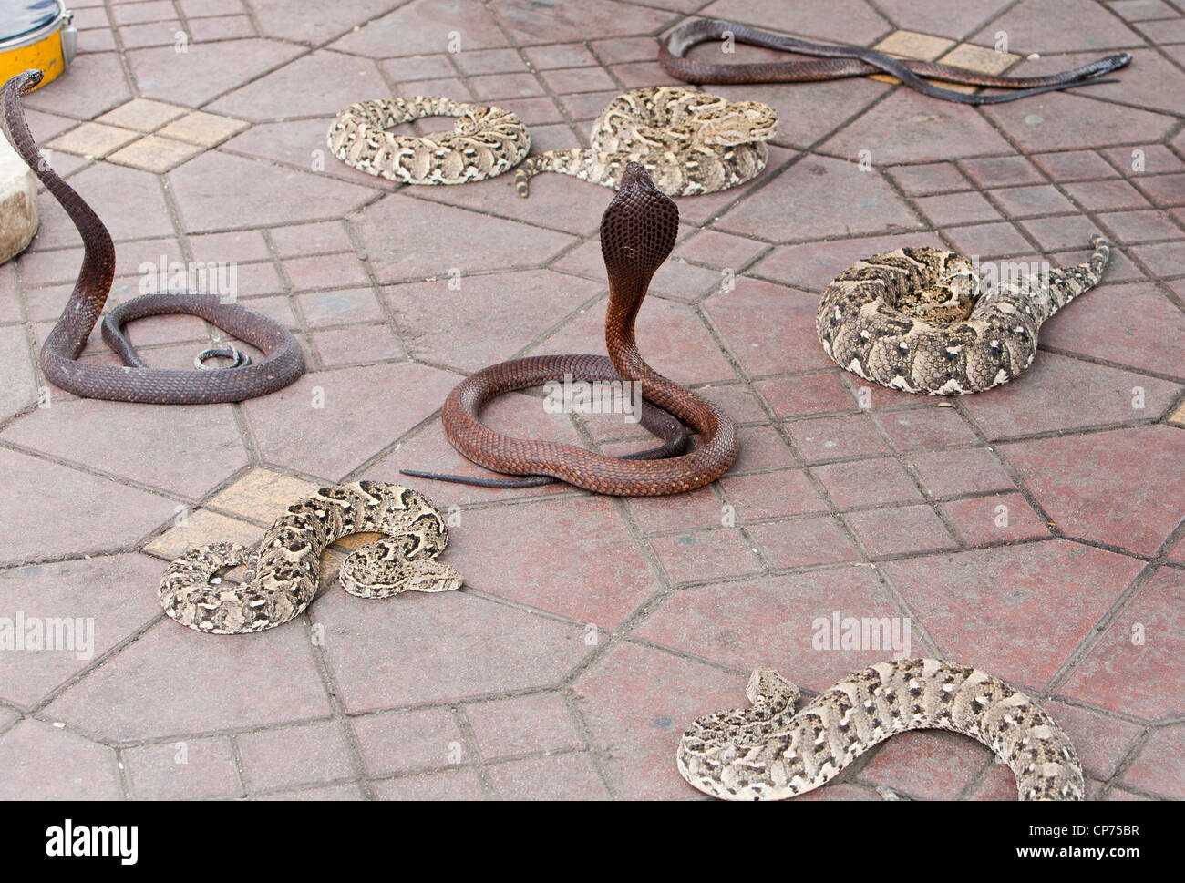 Snake charmer cobra marrakech morocco Banque de photographies et d ...
