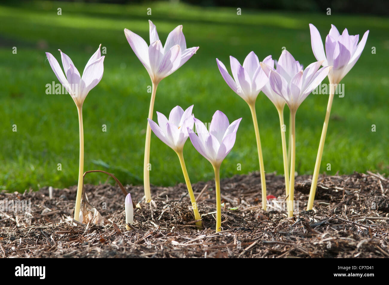 Fleur de fraise rose Banque de photographies et d’images à haute ...
