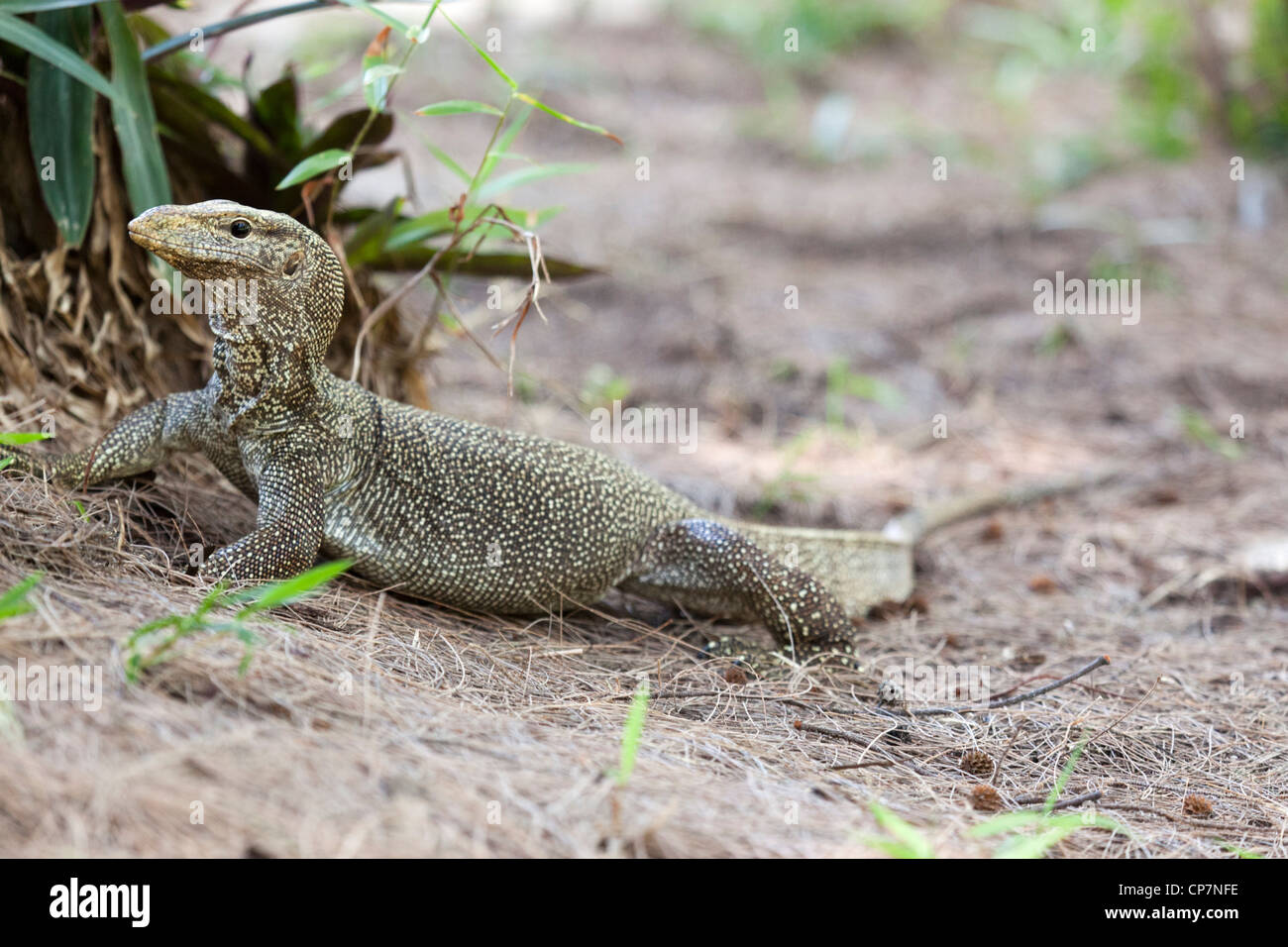 L'eau un varan (Varanus salvator andamanensis), endémique à l'îles ...