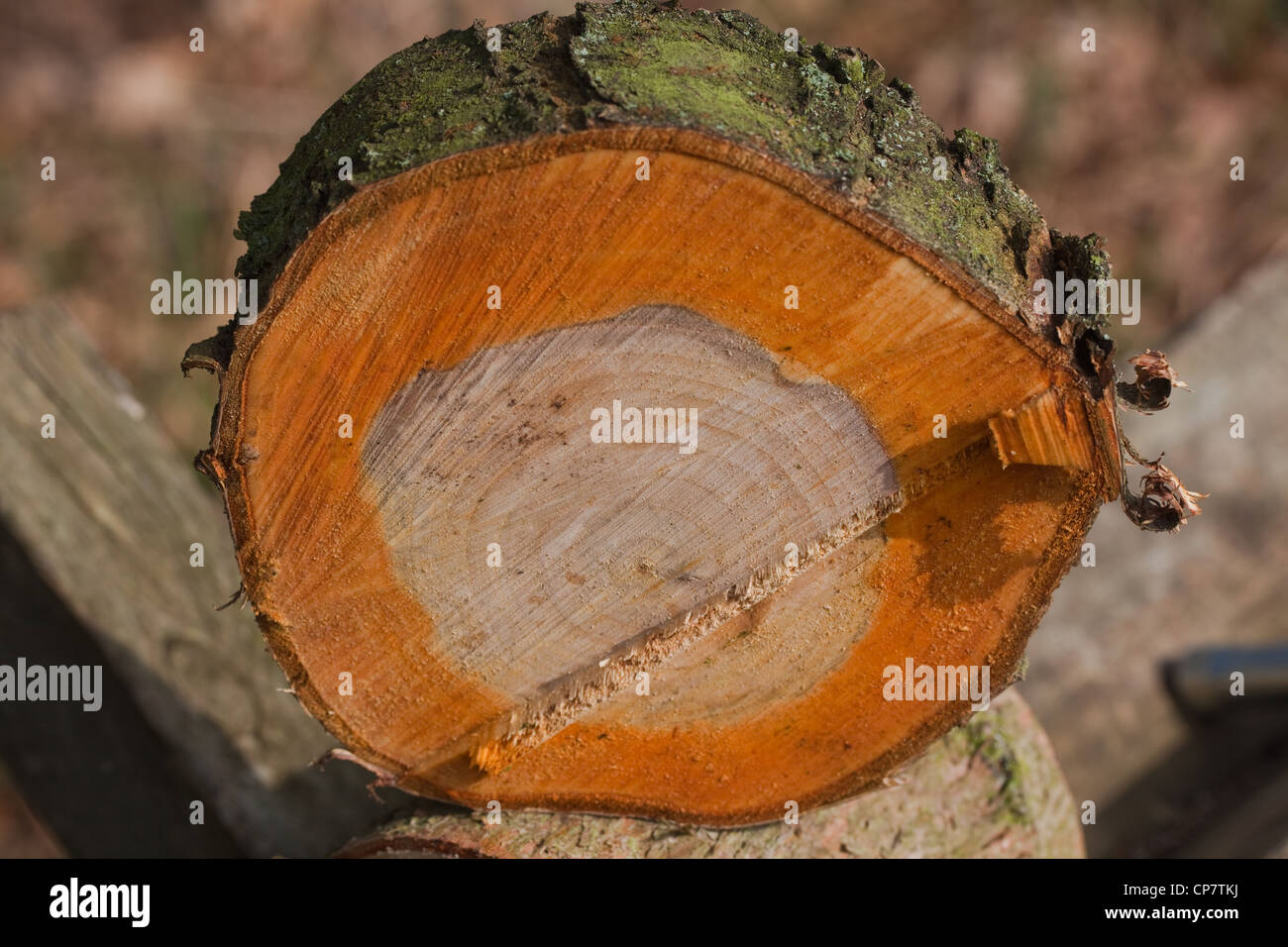 Le Merisier (Prunus avium). Section transversale du tronc coupé ...