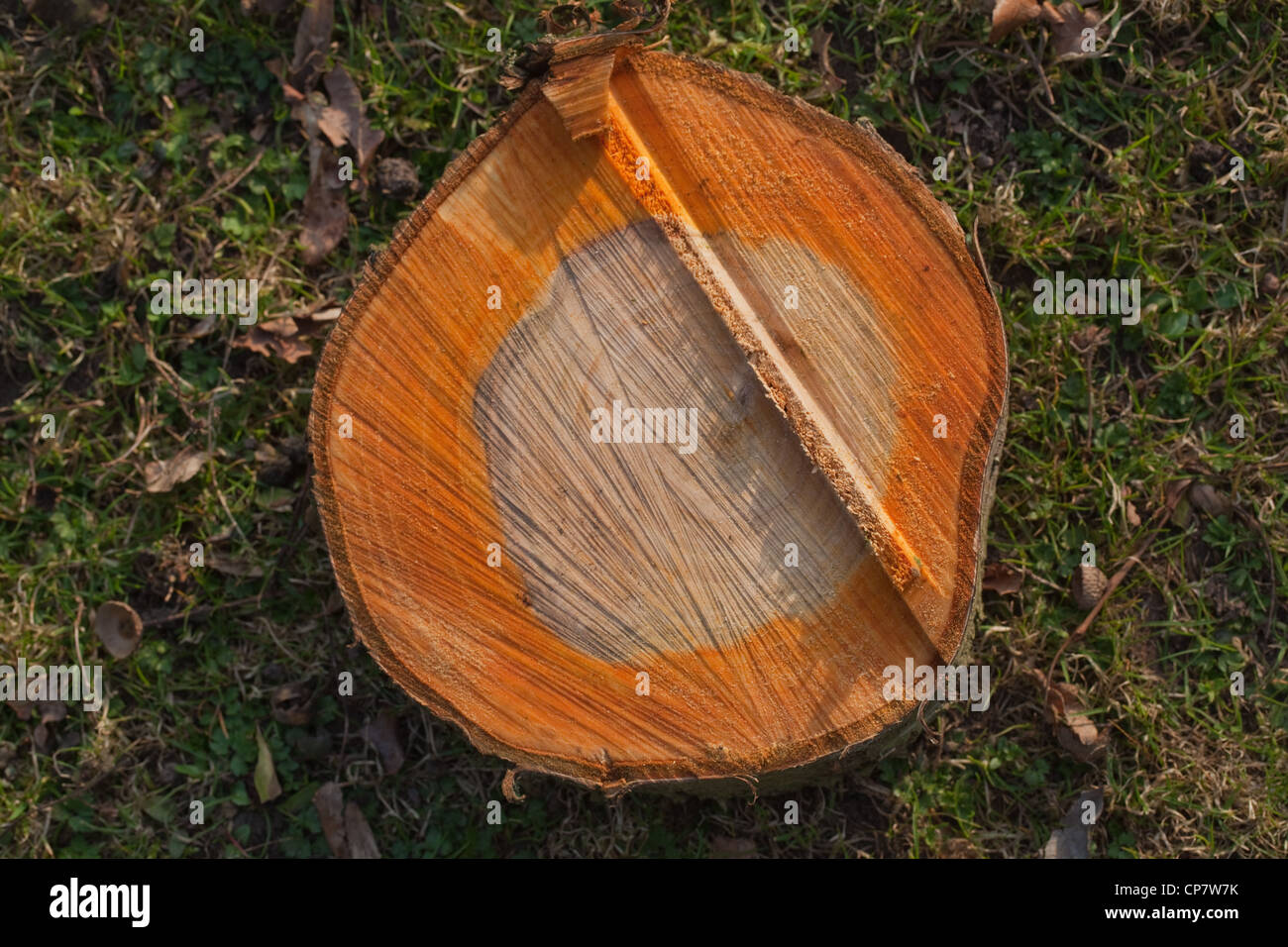 Section transversale cerisier Banque de photographies et d’images à ...
