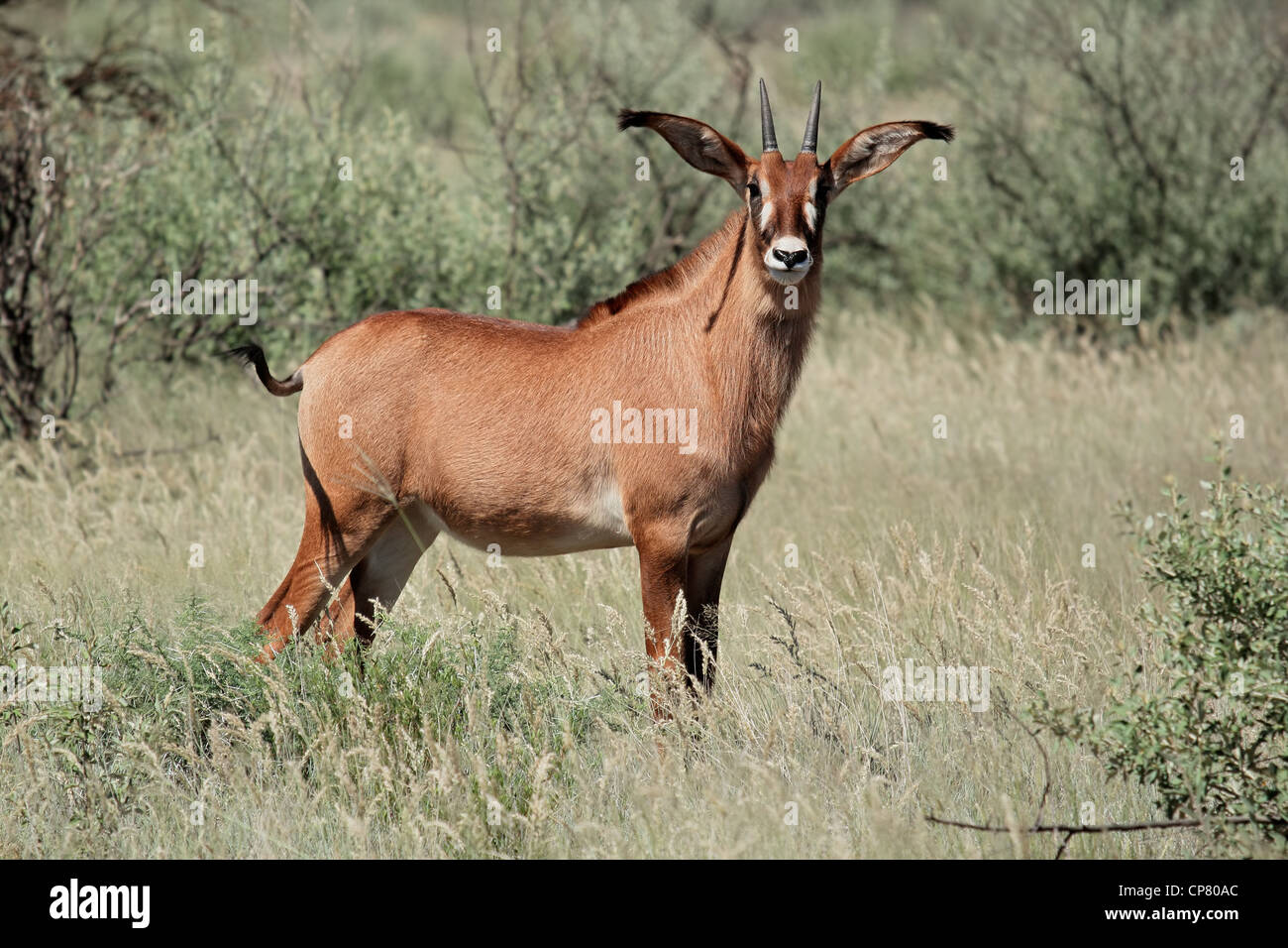 Rare antelope Banque de photographies et d’images à haute résolution ...