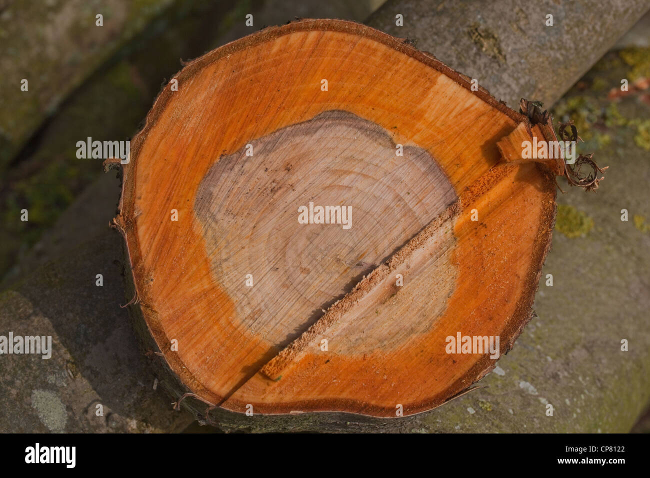 Bois de cœur Banque de photographies et d’images à haute résolution - Alamy