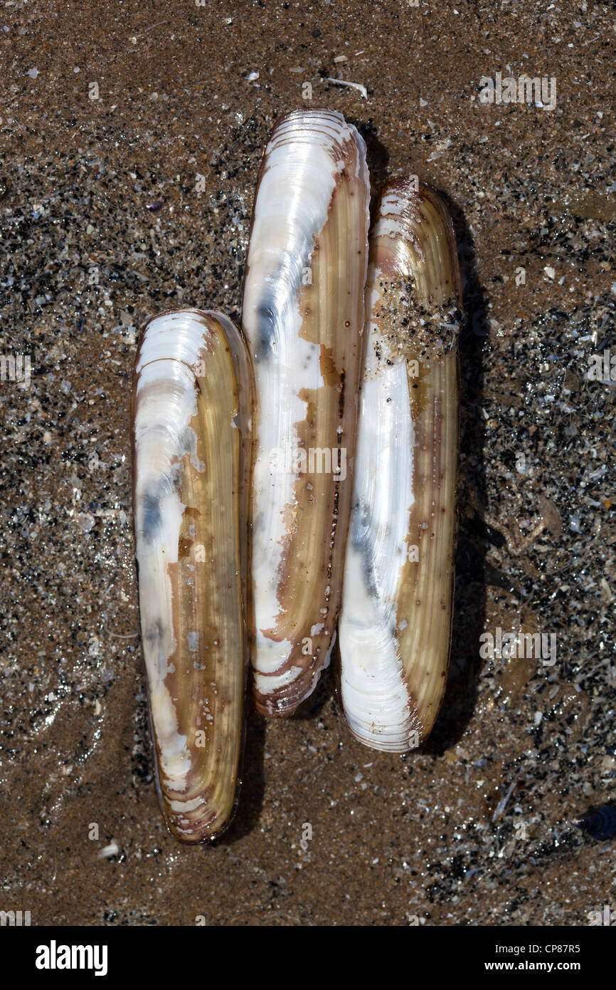 Razor clam shells Banque de photographies et d’images à haute ...