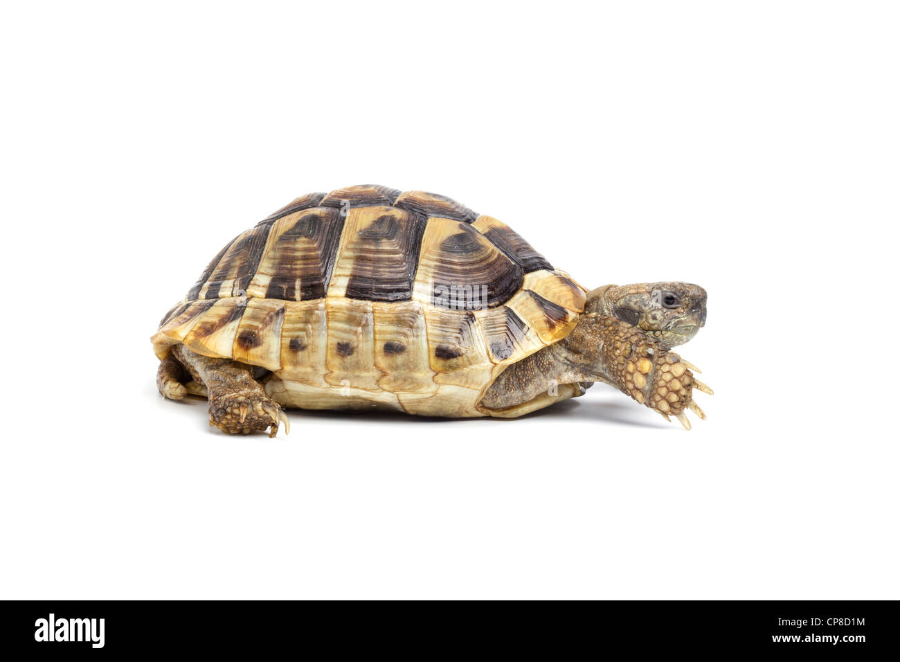 Tortue de terre Banque de photographies et d’images à haute résolution ...