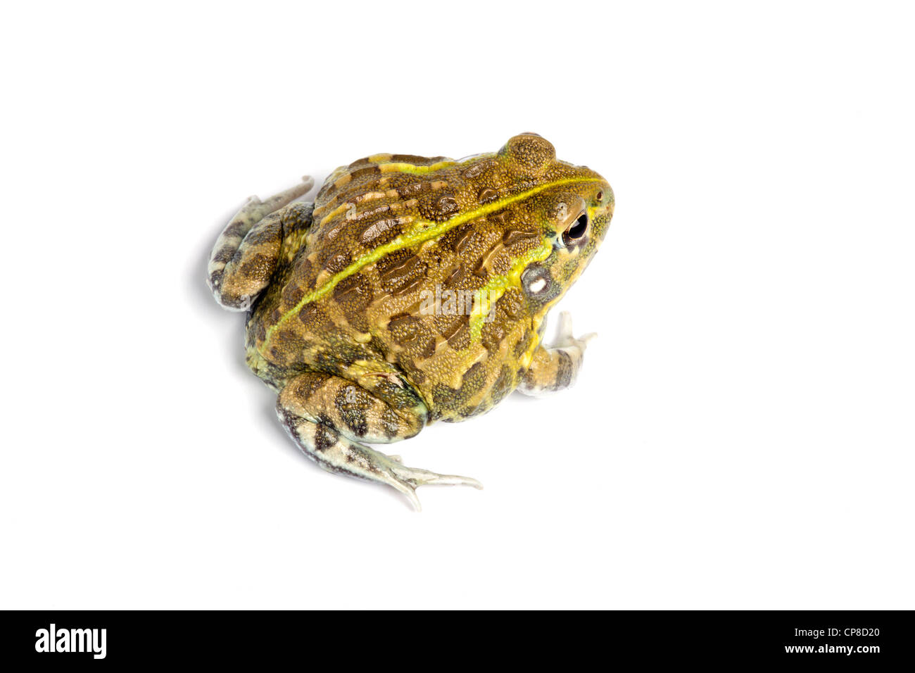 Pyxicephalus adspersus Banque de photographies et d’images à haute ...