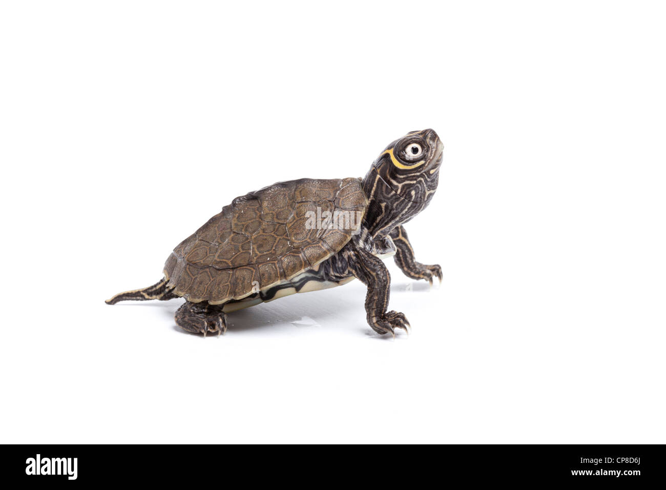 Graptemys pseudogeographica Banque de photographies et d’images à haute ...