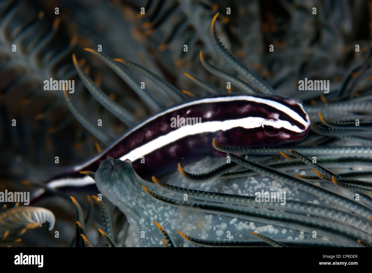 Cling fish Banque de photographies et d’images à haute résolution - Alamy