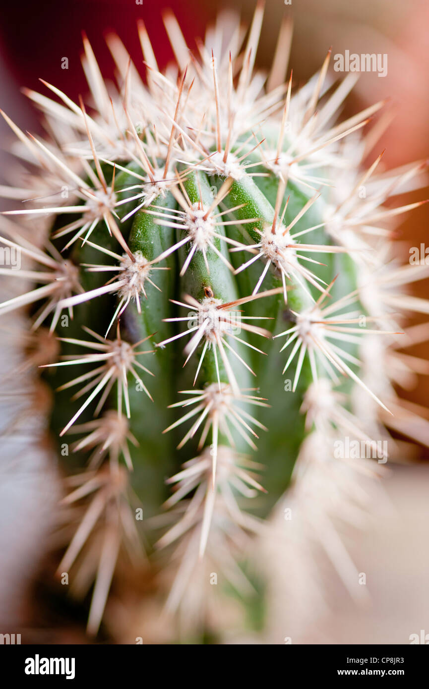 Aiguille de cactus Banque de photographies et d’images à haute ...