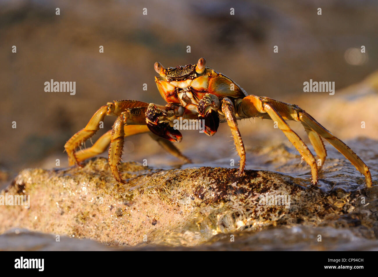 Sally Lighfoot (crabe Grapsus espèce) reposant sur le roc, les Maldives ...