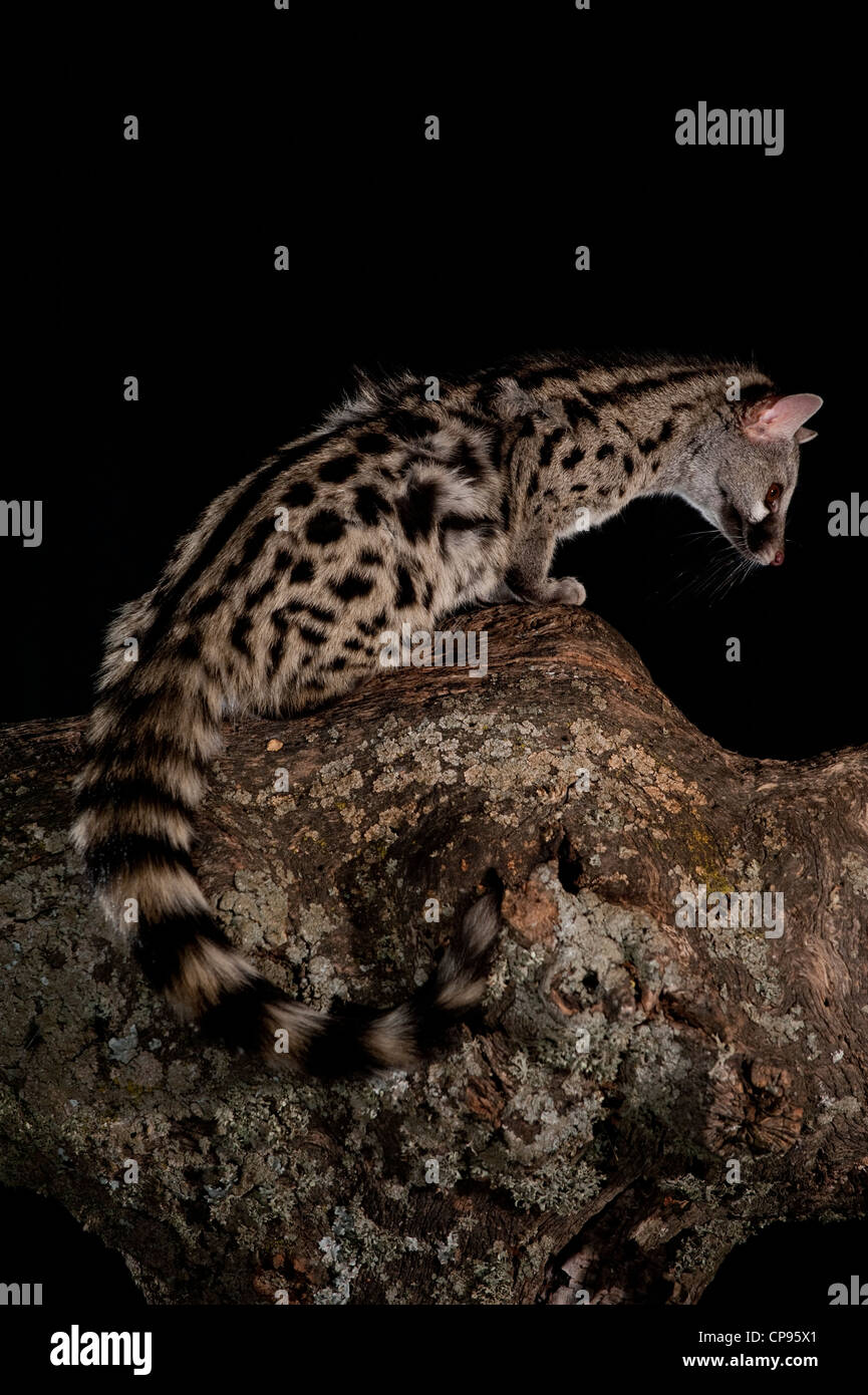 Genette commune Banque de photographies et d’images à haute résolution ...